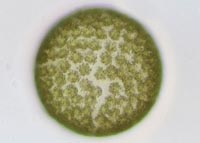 Algae