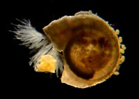 Annelids of Orange County, California