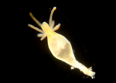 Hydrozoan: Medusa, Amphinema sp.?
