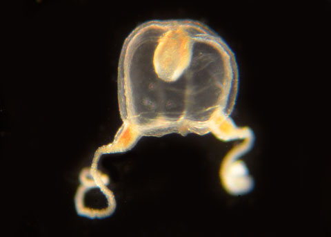 Hydrozoan: Medusa, Amphinema sp.?
