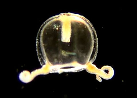 Hydrozoan: Medusa, Amphinema sp.?