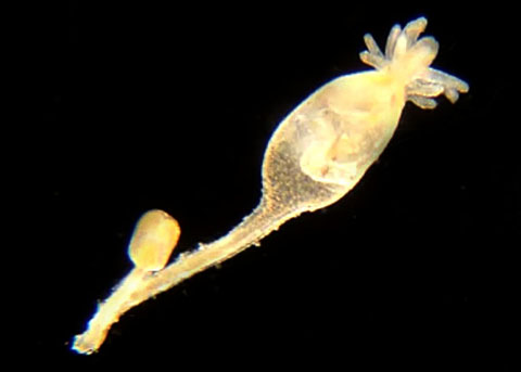 Hydrozoan: Medusa, Amphinema sp.?