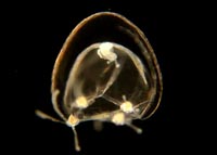Cnidaria of Orange County, California