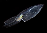 Cnidaria of Orange County, California
