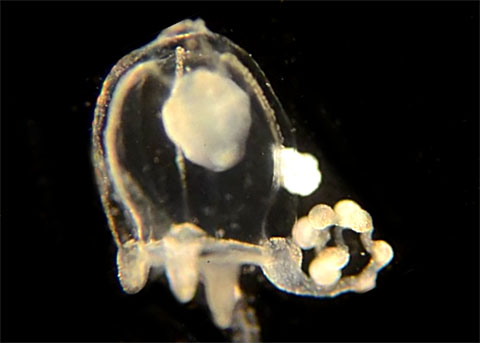 Hydromedusa, Corymorpha bigelowi