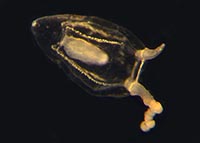 Cnidaria of Orange County, California