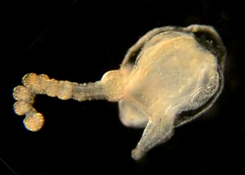 Hydromedusa, Corymorpha bigelowi