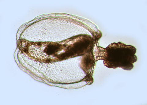 Hydromedusa, Corymorpha sp