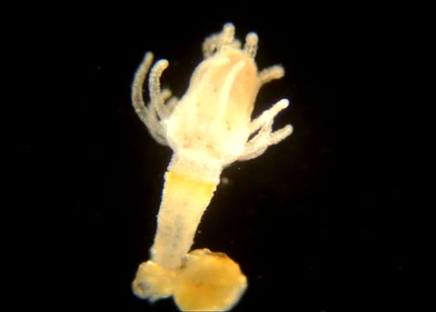 Hydromedusa, Corymorpha sp