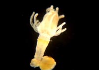 Cnidaria of Orange County, California