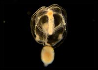 Cnidaria of Orange County, California