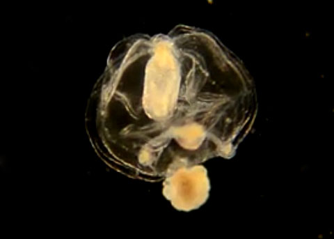 Hydromedusa, Corymorpha sp