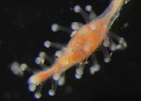 Cnidaria of Orange County, California