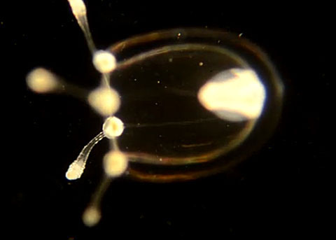 Club Polyp, Coryne eximia