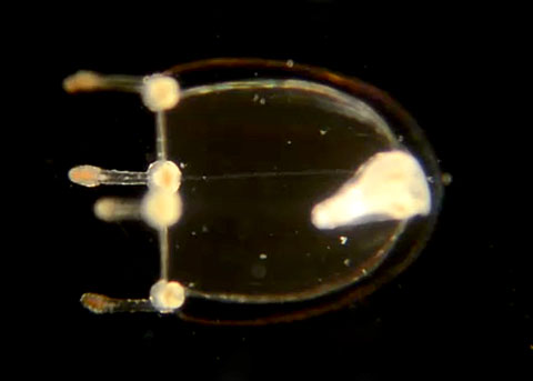 Club Polyp, Coryne eximia