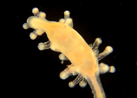 Club Polyp, Coryne eximia