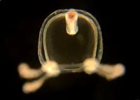 Cnidaria of Orange County, California