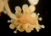 Cnidaria of Orange County, California