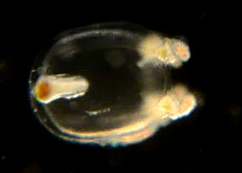 Club Polyp, Coryne eximia