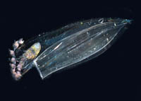 Cnidaria of Orange County, California
