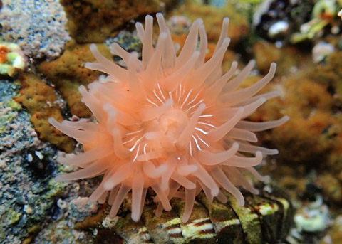 Brooding Sea Anemone, Epiactis prolifera