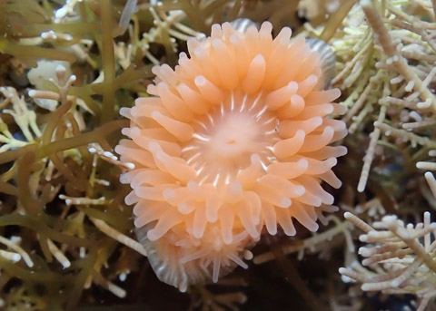 Brooding Sea Anemone, Epiactis prolifera