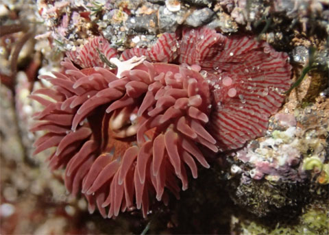 Brooding Sea Anemone, Epiactis prolifera