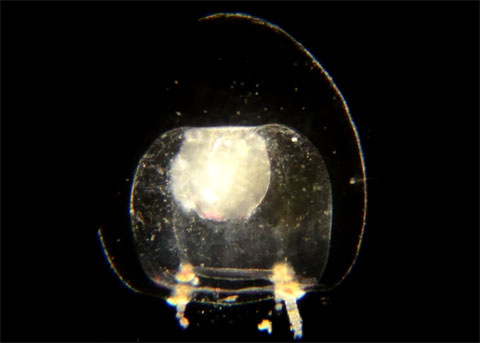Hydromedusa, Euphysa sp.