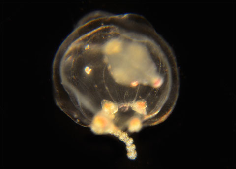 Hydromedusa, Euphysa sp.