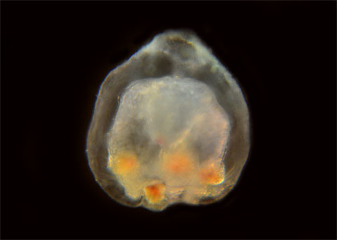 Hydromedusa, Euphysa sp.