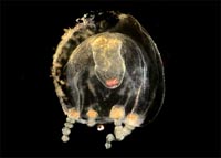 Cnidaria of Orange County, California