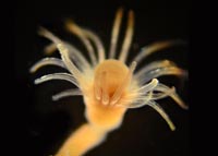 Cnidaria of Orange County, California
