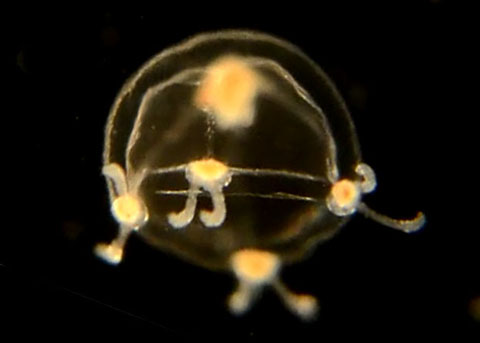 Hydrozoan: Medusa with four pairs of tentacles