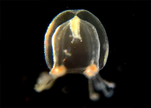 Hydrozoan: Medusa with four pairs of tentacles