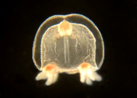 Hydrozoan: Medusa with four pairs of tentacles