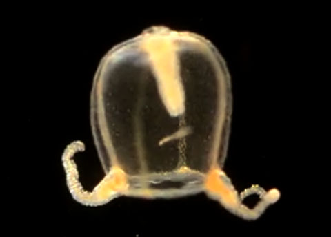 Medusa, Amphinema sp.?