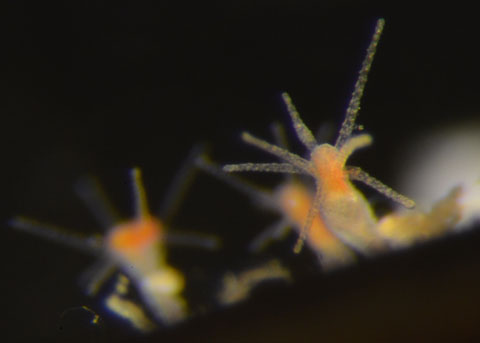 Medusa, Amphinema sp.?