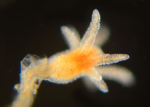 Medusa, Amphinema sp.?