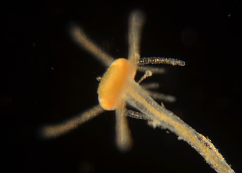 Medusa, Amphinema sp.?
