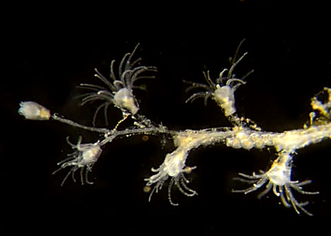 Obelia species 1