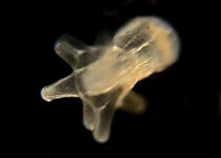 Cnidaria of Orange County, California
