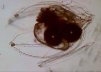 Cnidaria of Orange County, California