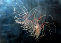 Zooplankton analysis by microscopy and molecular biology