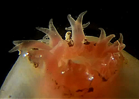 Sea Sweet Potato, Molpadia (intermedia?)