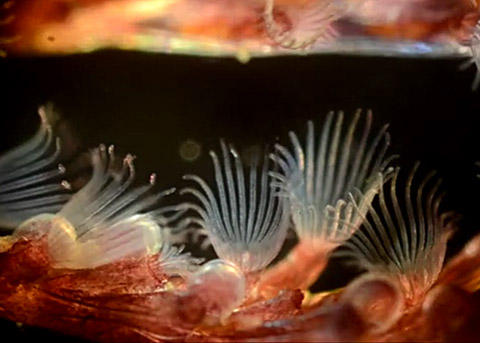 Bryozoan, Bugula neritina