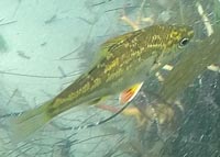 Fish of Orange County, California