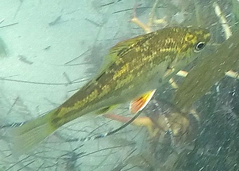 Kelp Perch, Brachyistius frenatus