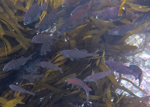 Black Surfperch, Embiotoca jacksoni