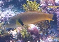 Fish of Orange County, California