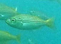 Fish of Orange County, California